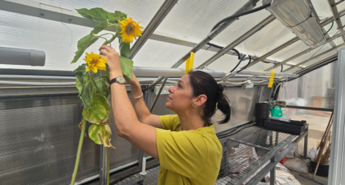 The Sunflower “Dance Party”: During growth sunflowers "dance" so as not ...
