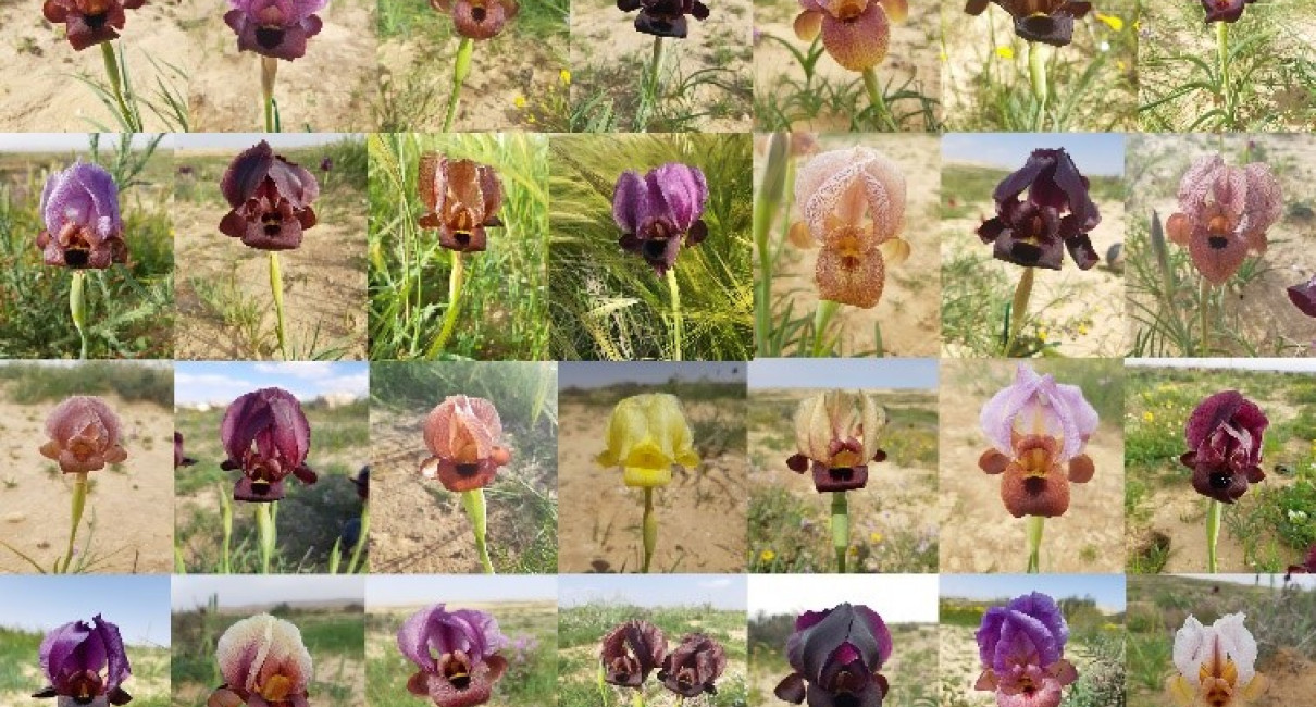Evolution | School of Plant Sciences and Food Security | Tel Aviv ...