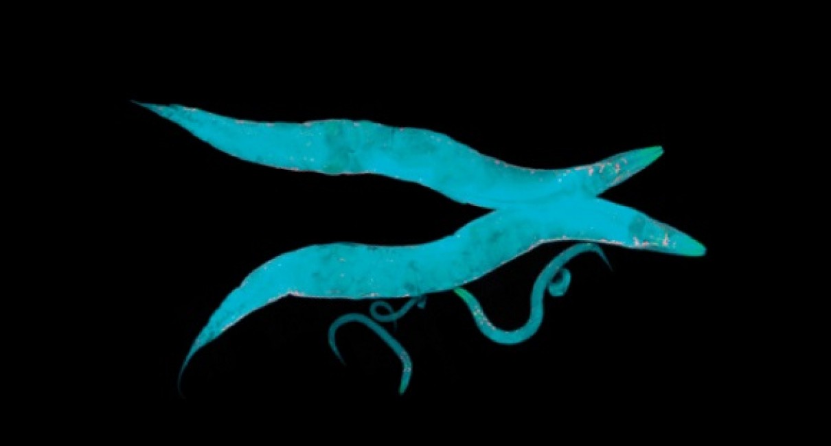 It turns out that worms also pass on character traits by heredity | The ...